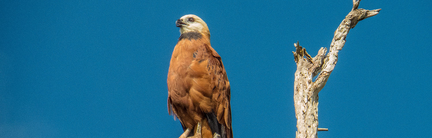 Belize Birding Tours | Crooked Tree Wildlife Sanctuary Birding